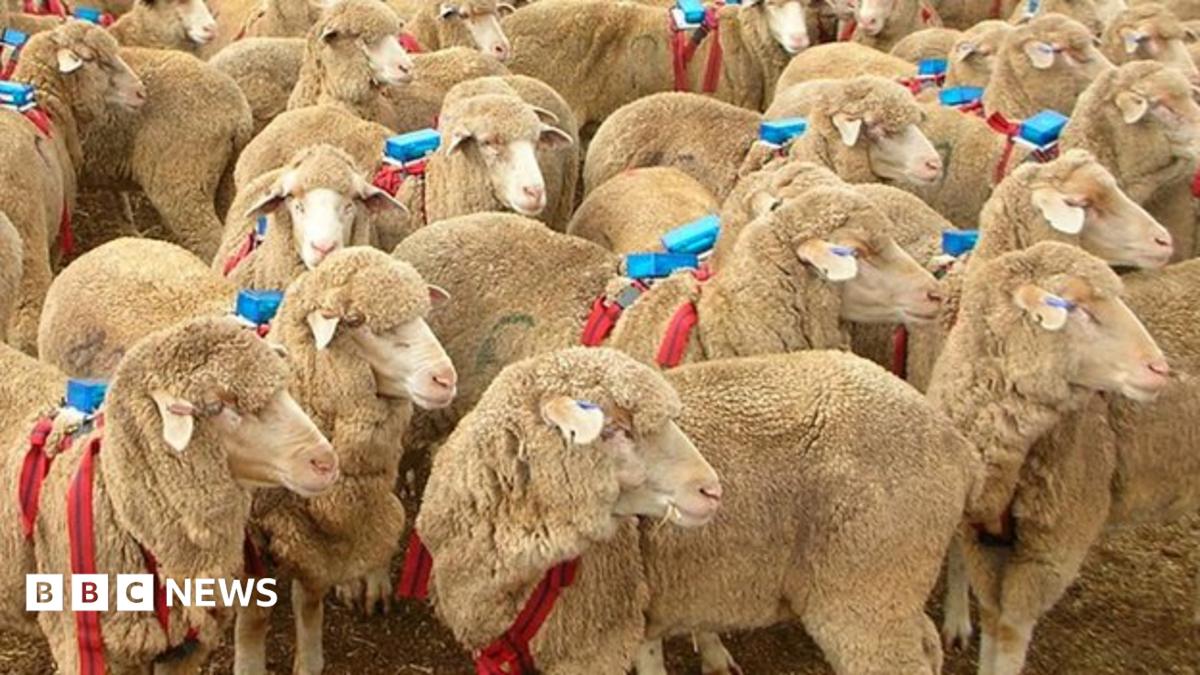 GPS sheep tracking supports 40-year-old theory - BBC News