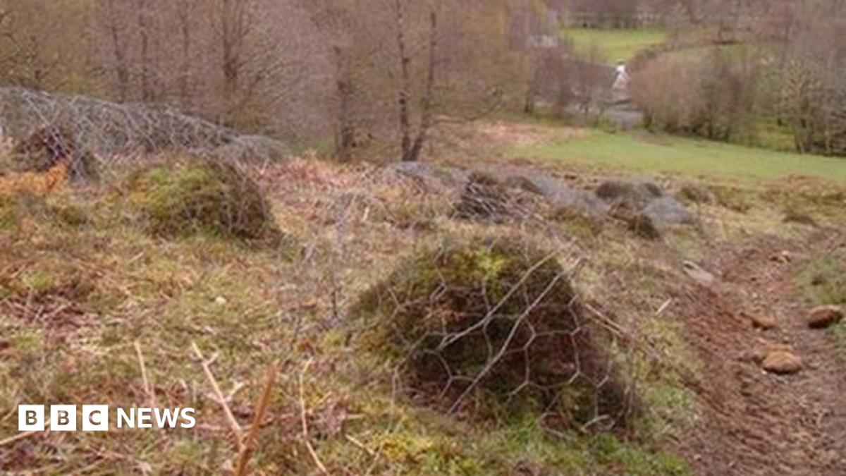 'Spectacular' Glenmoriston ant nests protected - BBC News
