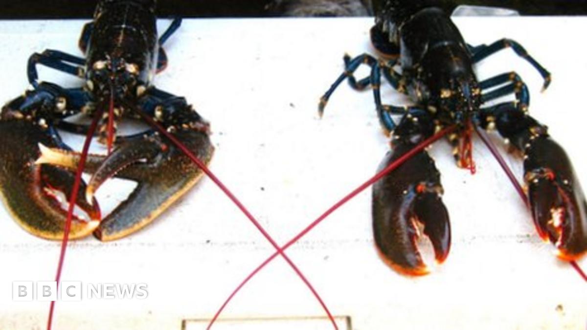 Two mutant lobsters caught off Cornish coast - BBC News