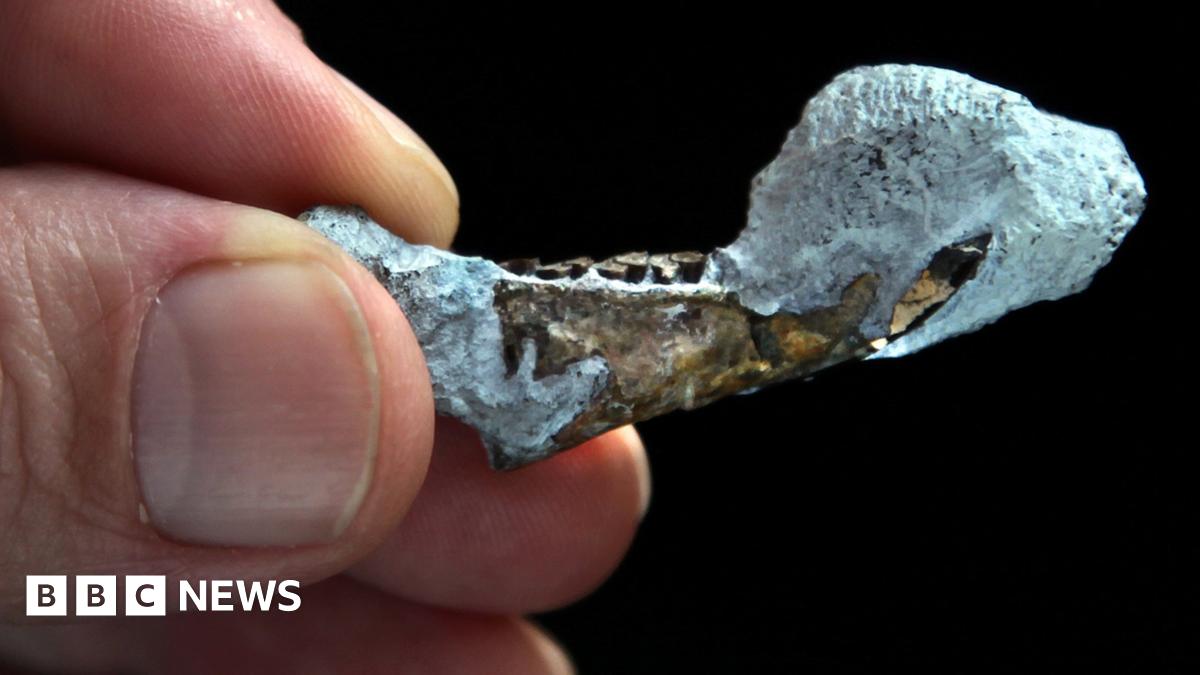 Early rodents add evidence for Earth’s first grasslands - BBC News