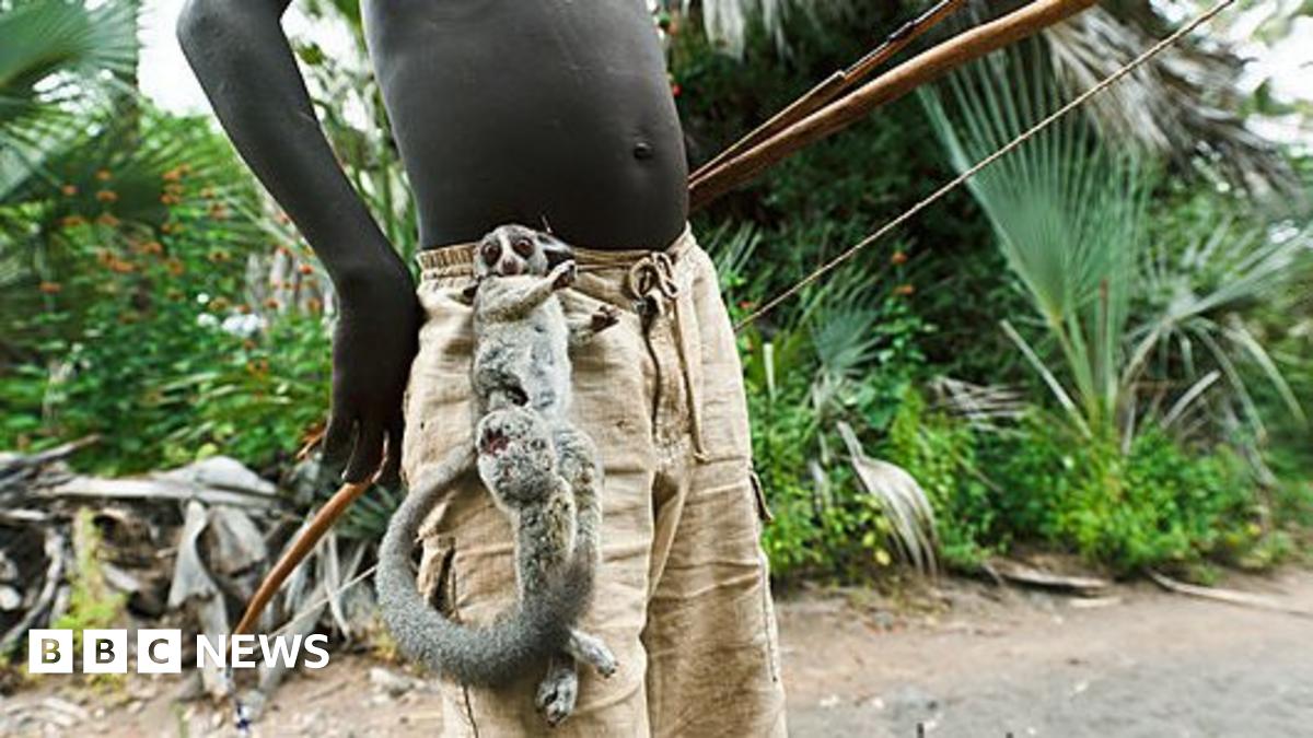 Hunter gatherer clue to obesity - BBC News