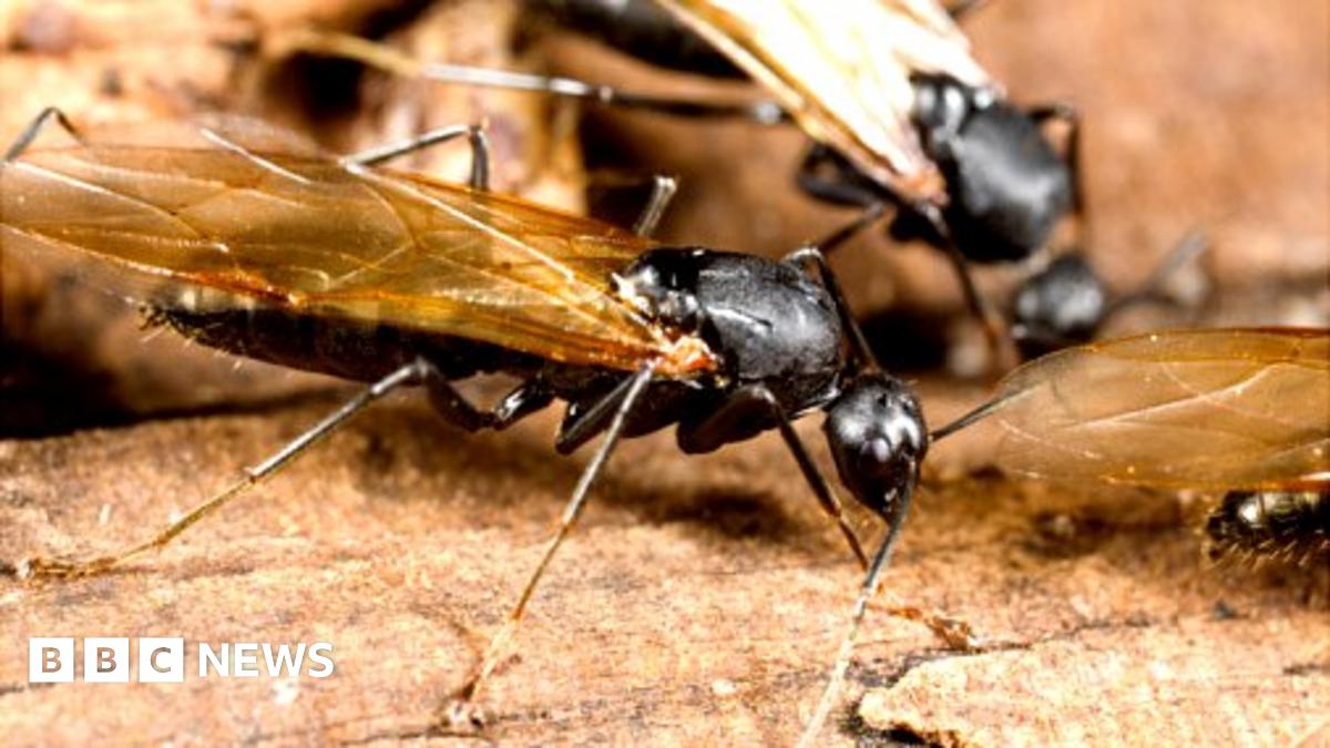 Who, What, Why: How do flying ants know it's mating day? - BBC News