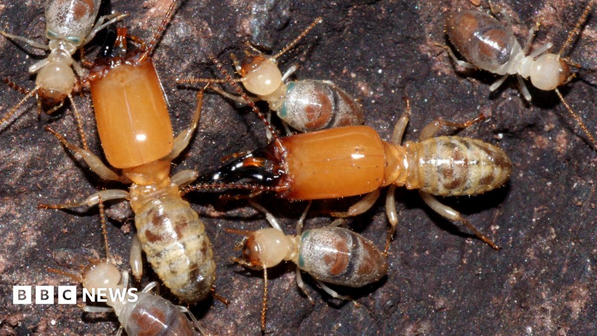 Termites' crystal backpacks help them go out with bang - BBC News