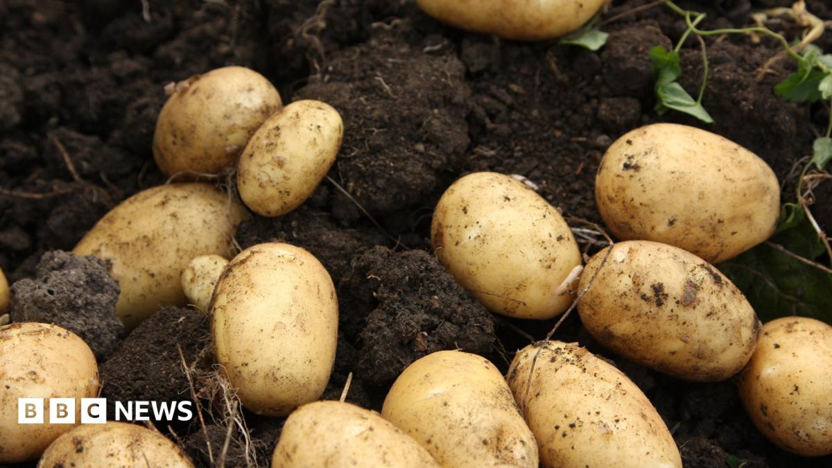 GM potato trial 'threatens Ireland's image' - BBC News