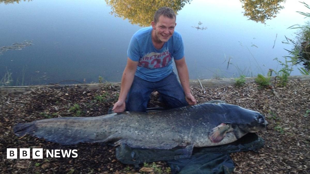 10-stone catfish caught by Essex chef - BBC News