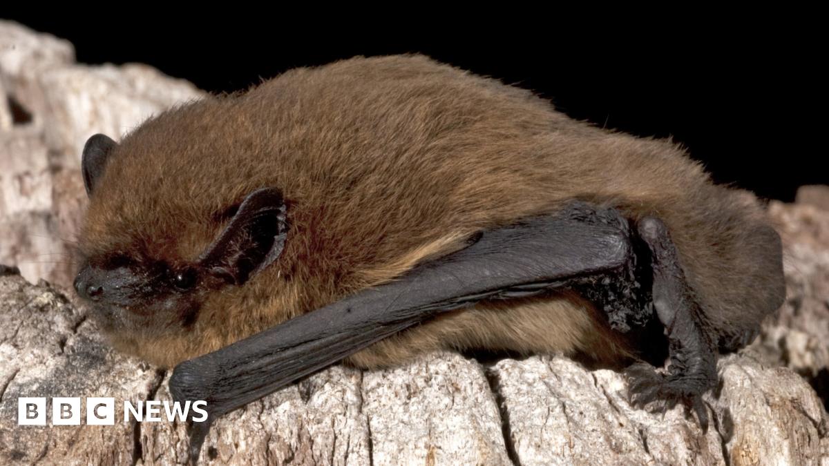 Bats 'starving' after wet weather, Sussex Wildlife Trust says - BBC News