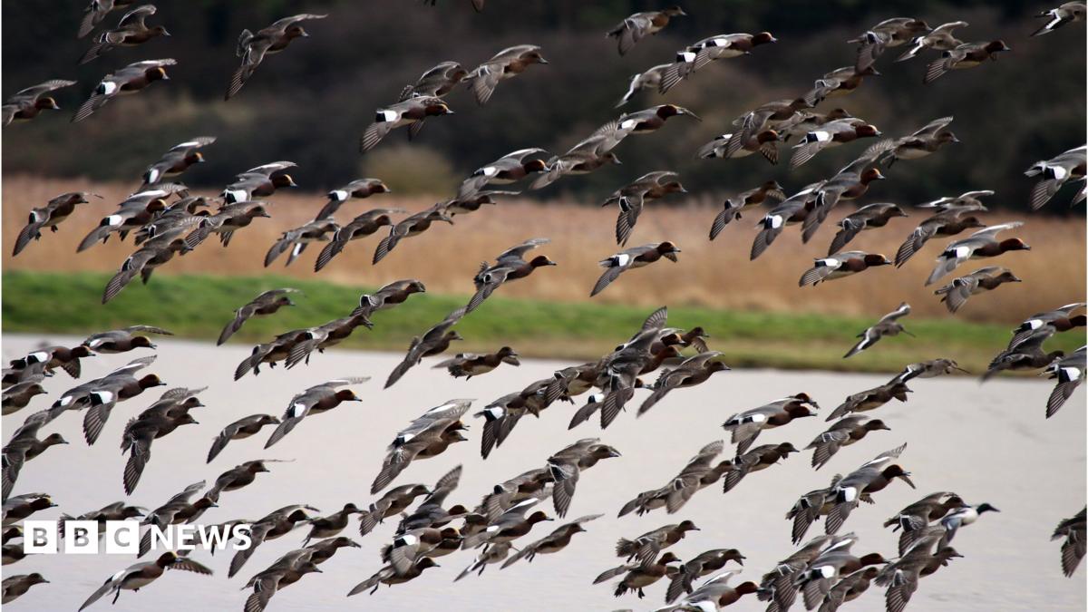 Norfolk Wildlife Trust begins £1m Cley Marshes reserve appeal - BBC News