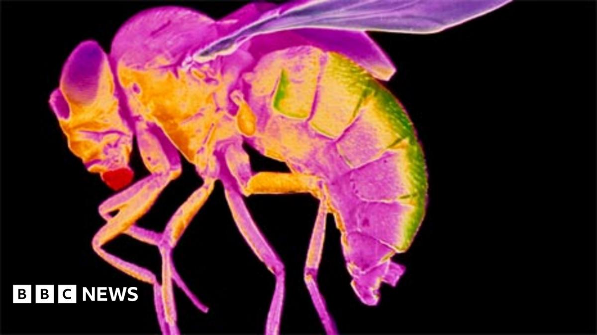 Fruit flies offer DNA clue to why women live longer - BBC News