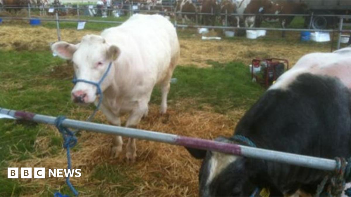 Oswestry Show attracts thousands of visitors - BBC News