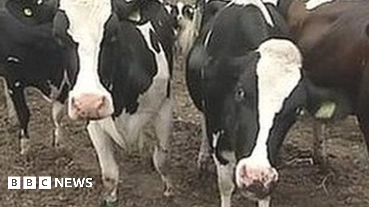 Wayland Agricultural Show cancelled after sewage leak - BBC News