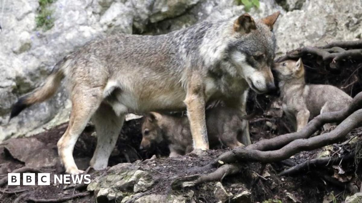 Sheep to warn of wolves via text message - BBC News