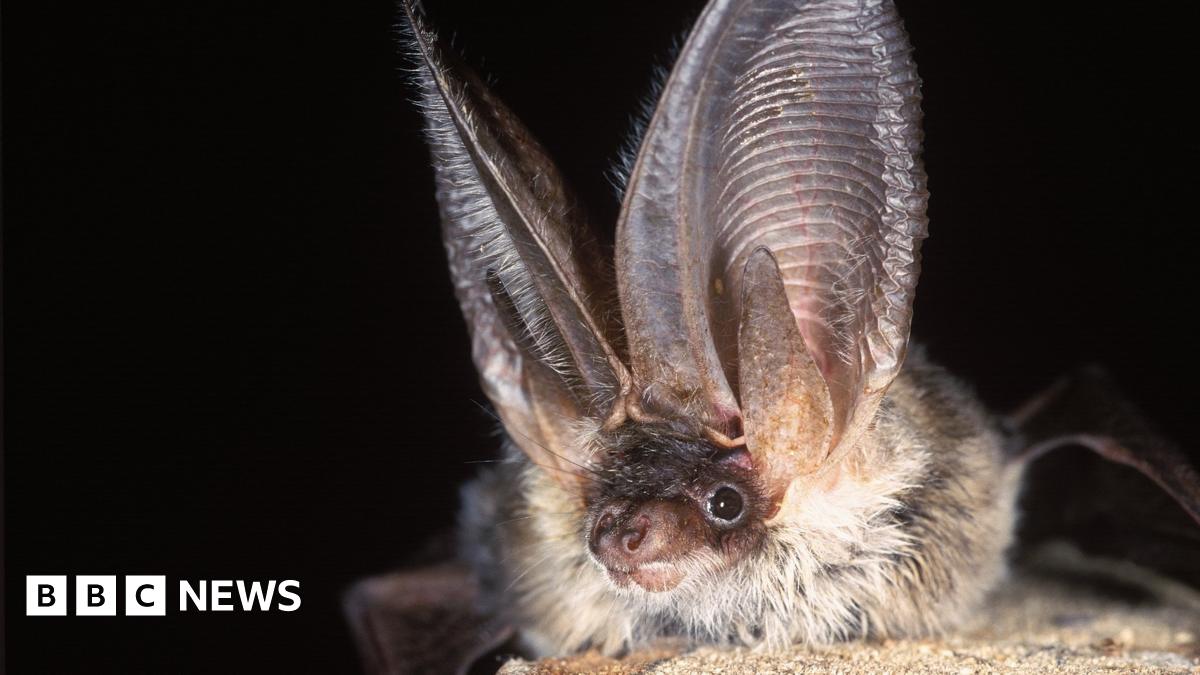 Free online tool helps identify bat calls - BBC News