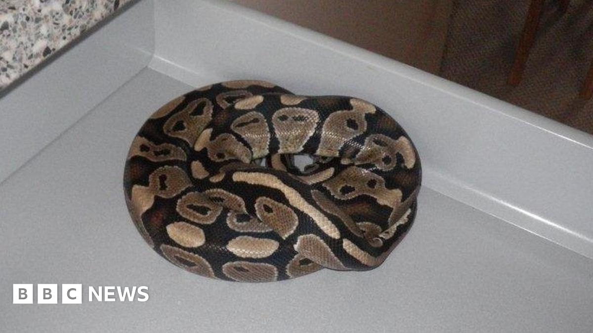 Nottingham snake theft: 50 royal pythons stolen - BBC News