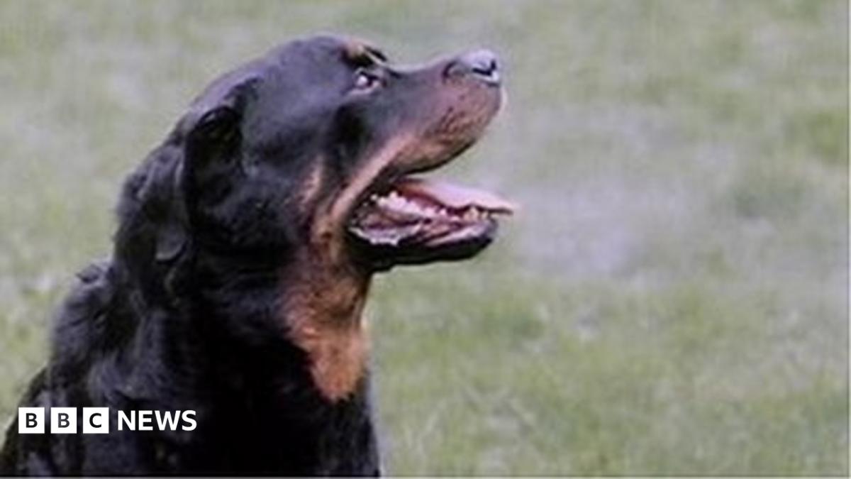 Dog bite hospital admissions increase - BBC News