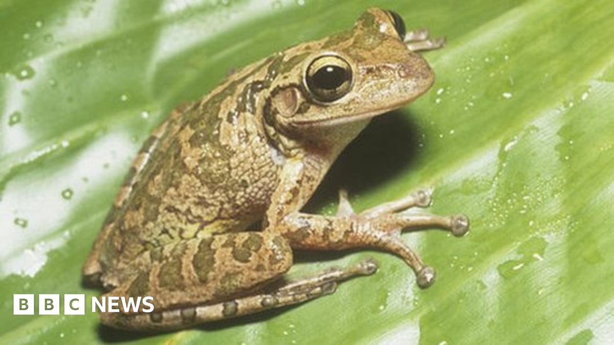 Climate change may boost frog disease chytridiomycosis - BBC News