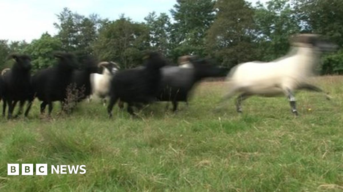 Moffat hosts first town-centre sheep racing competition - BBC News