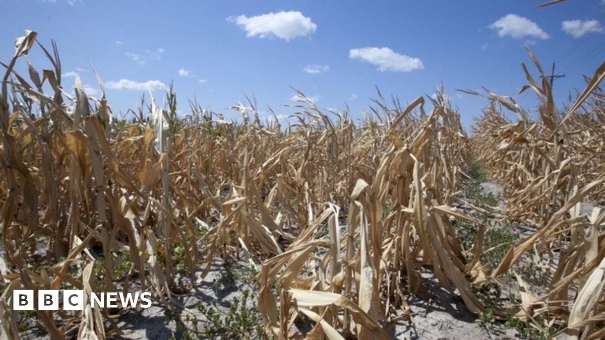 US corn price forecast to rise sharply - BBC News