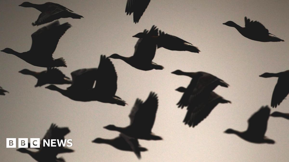 Spider web glass protects birds on the Holy Island - BBC News