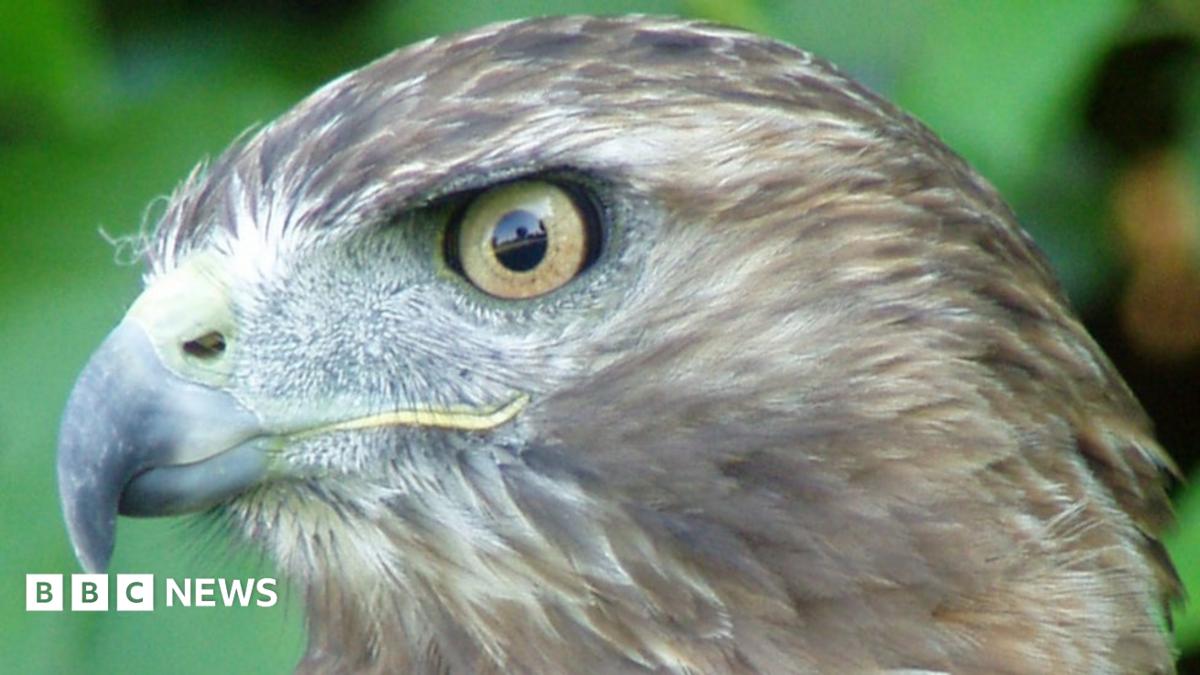 Hunters lose red tailed buzzard over Highland estate - BBC News