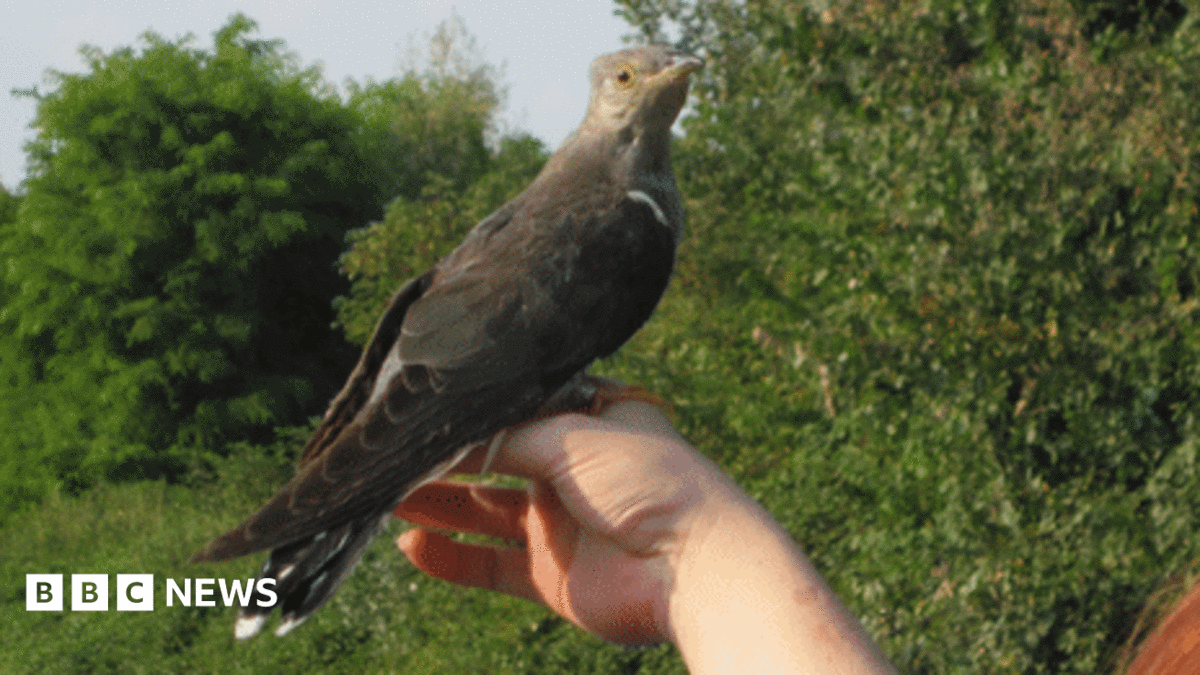 Cuckoo released after BA flight to Italy - BBC News