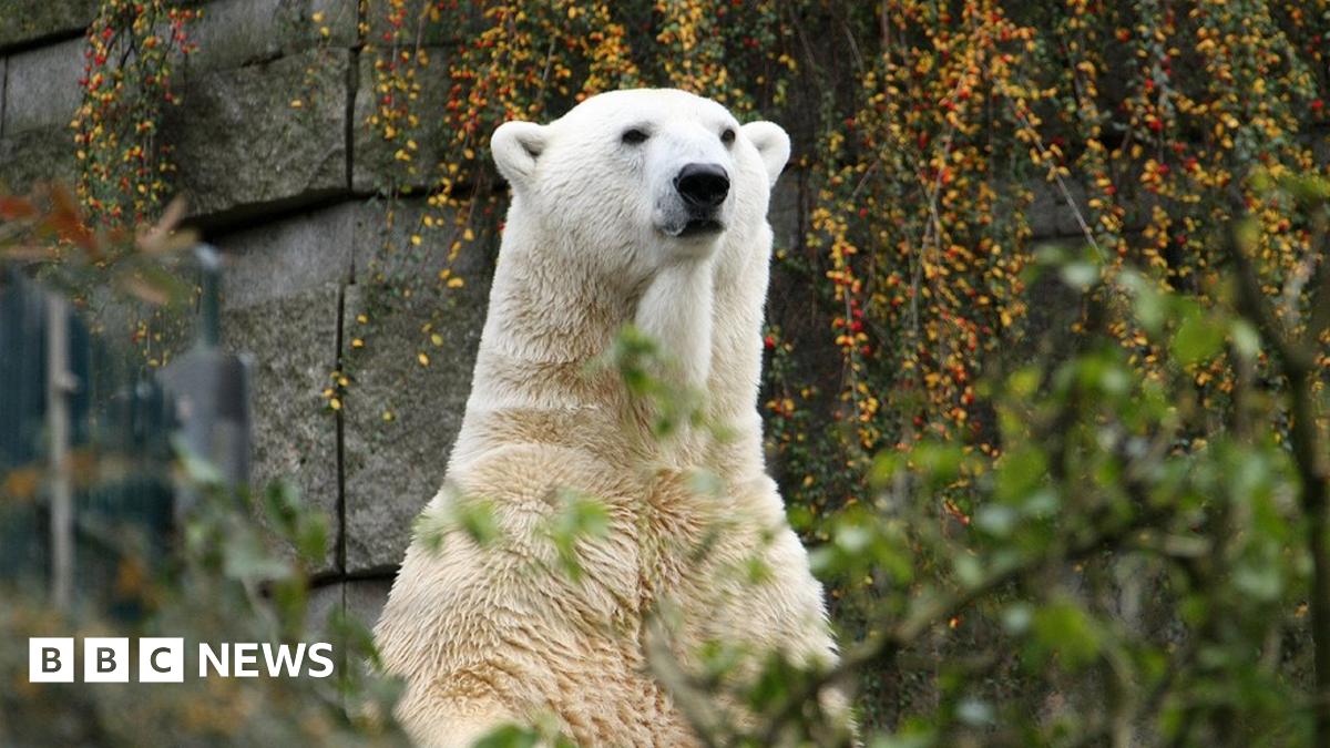 Zebra virus kills polar bear in German zoo - BBC News