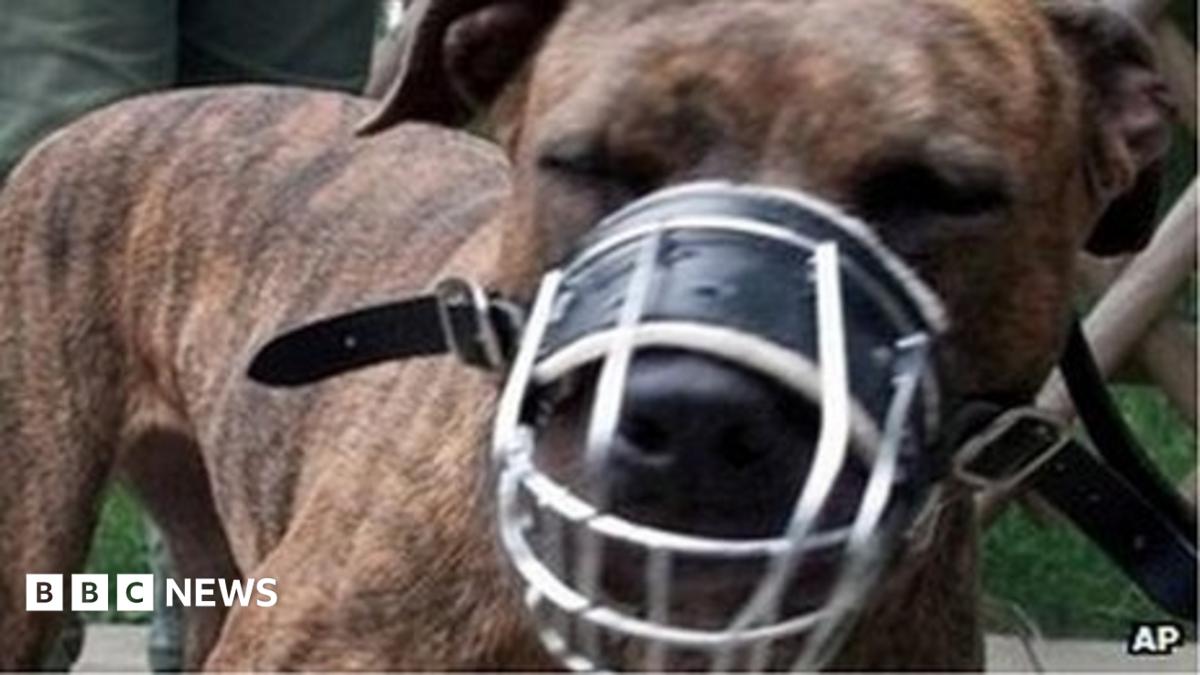 Dangerous dog owners face tougher sentences - BBC News