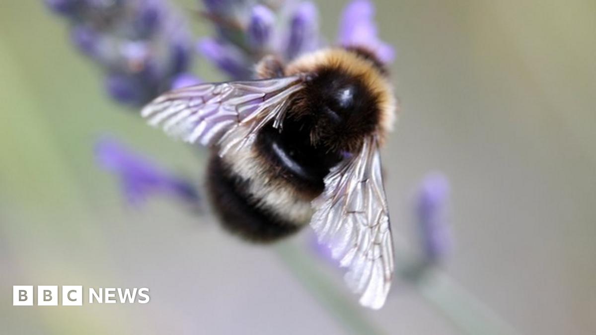 UK insect numbers 'very low' after months of wet weather - BBC News