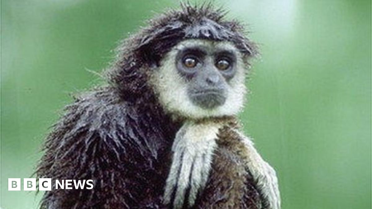 Helium-huffing gibbons 'sing with soprano technique' - BBC News