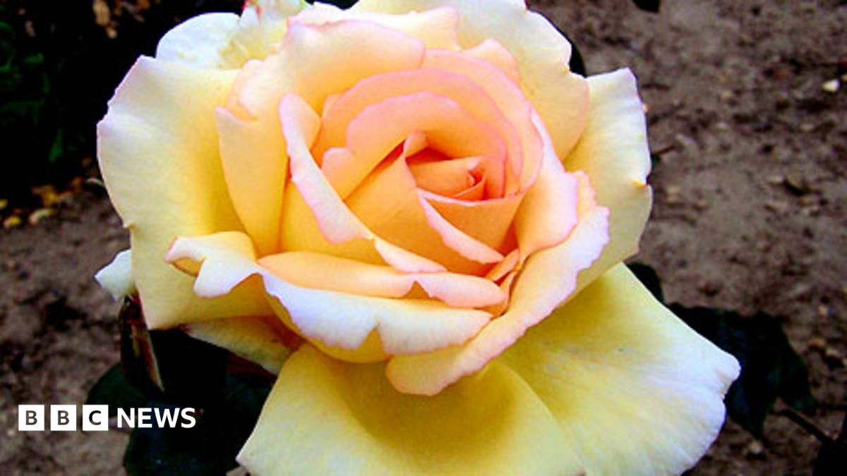 BBC gardener Geoffrey Smith has rose named after him - BBC News