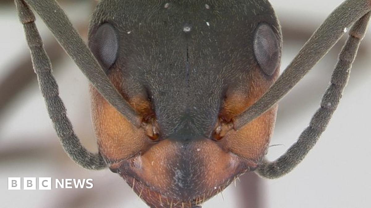 Tags to shed light on northern hairy ants' movements - BBC News