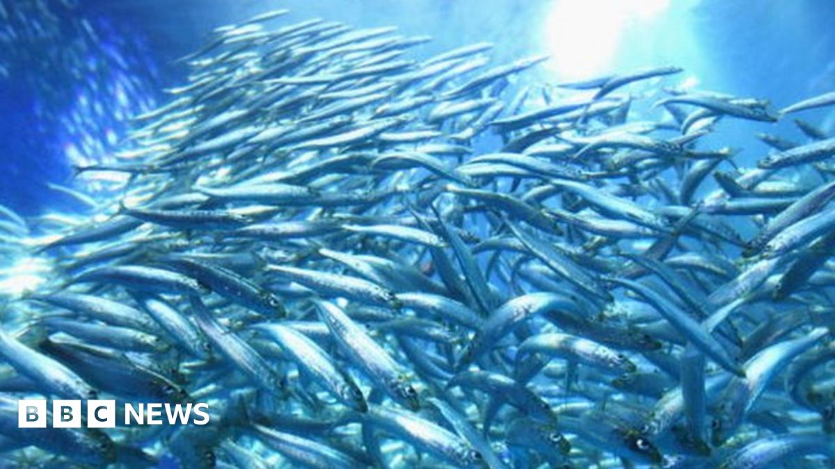 Fish play video game in new behaviour study - BBC News