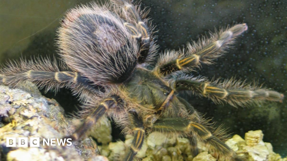 Thousands of tarantulas take part in 'spider Crufts' - BBC News