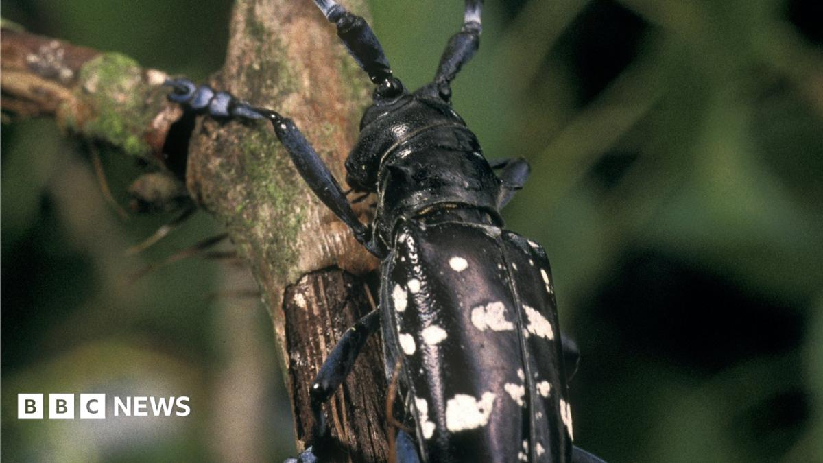 Pest and disease threats to UK trees - BBC News