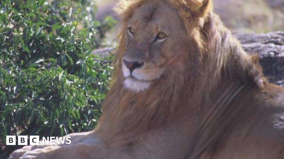 Essex 'lion': Brief guide to tracking big cats - BBC News