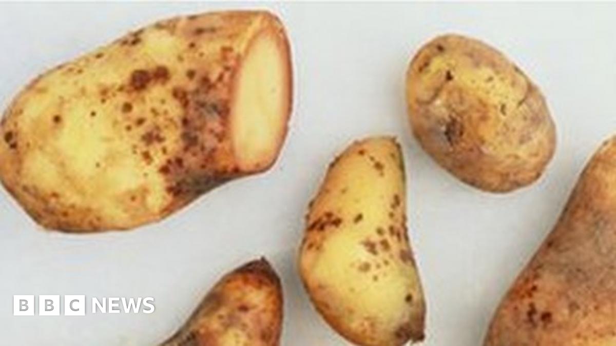 Legal challenge refused over first genetically modified potatoes - BBC News