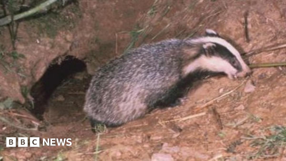 RSPCA concern over Gloucestershire badger deaths - BBC News