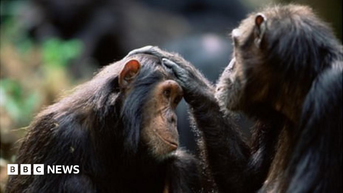 Chimpanzee grooming is a 'postcode lottery' - BBC News