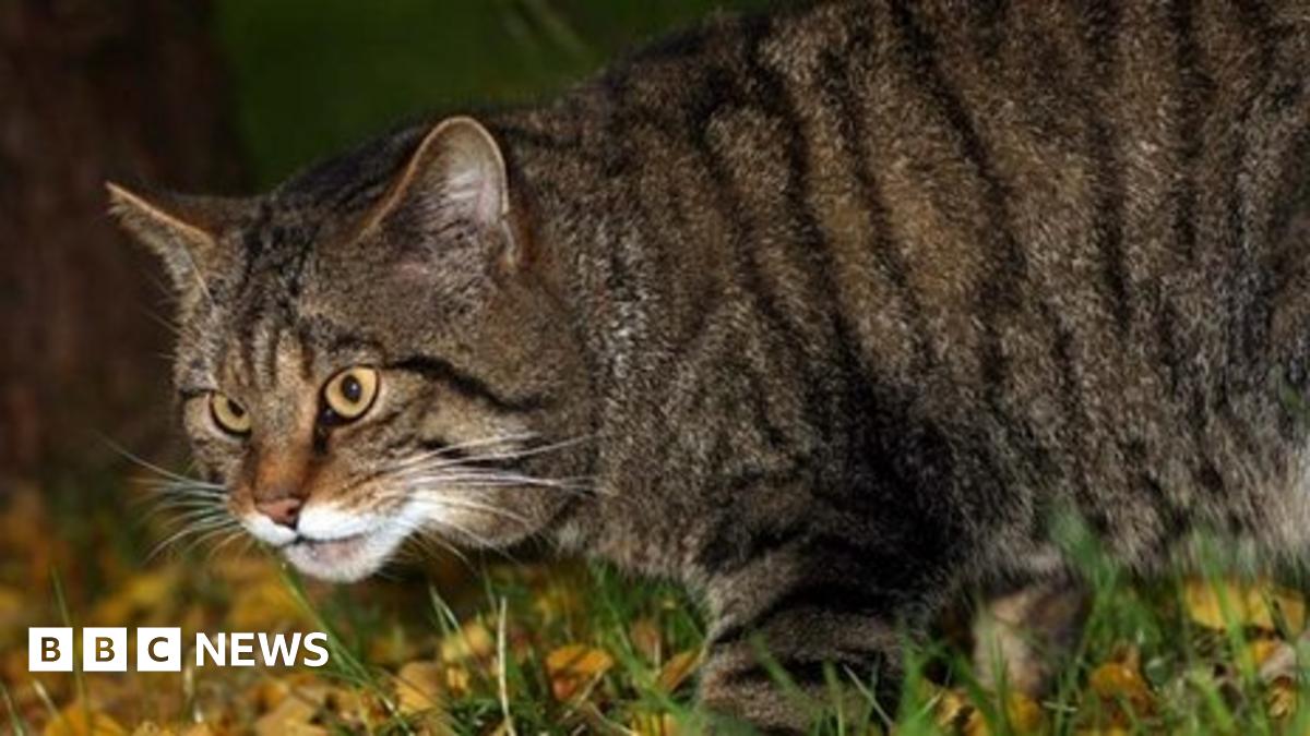 When is a wildcat really a wildcat? - BBC News