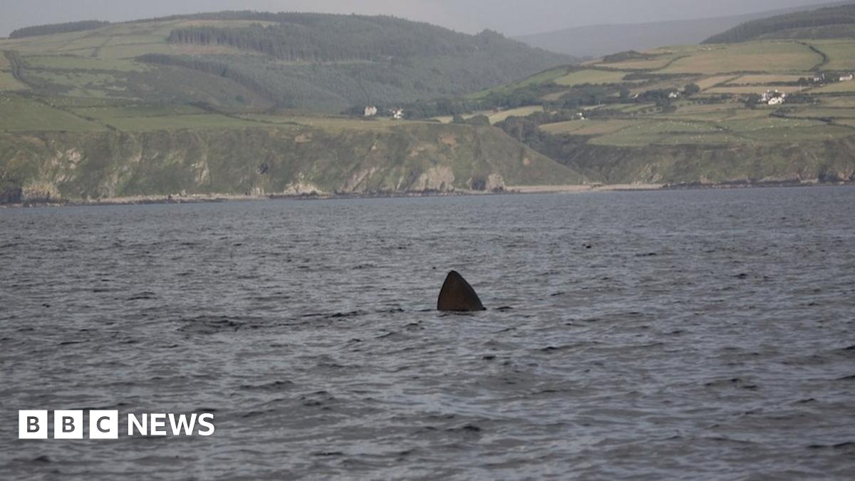 Lottery boost for Manx basking shark 'passport' tagging - BBC News
