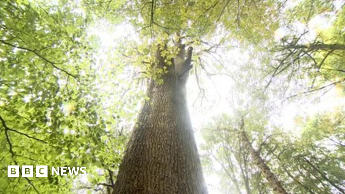 Wiltshire oak tree declared UK's tallest - BBC News