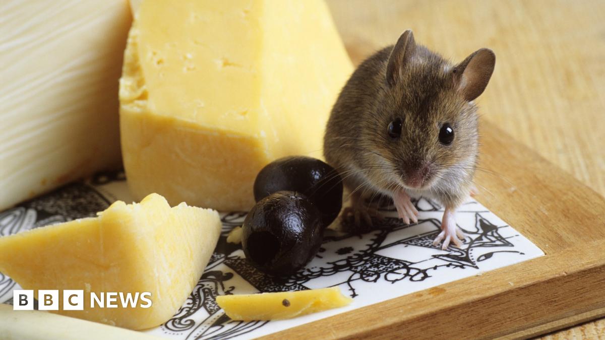 Gene therapy restores sense of smell in mice - BBC News