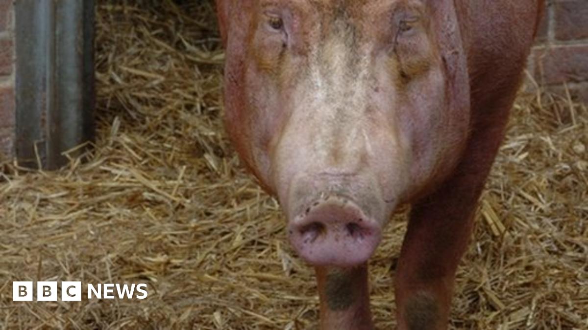 Dorset County Show's new pig class in memory of farmer - BBC News