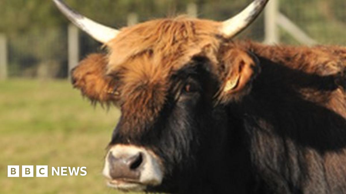 Bull escapes from Edinburgh Zoo enclosure - BBC News