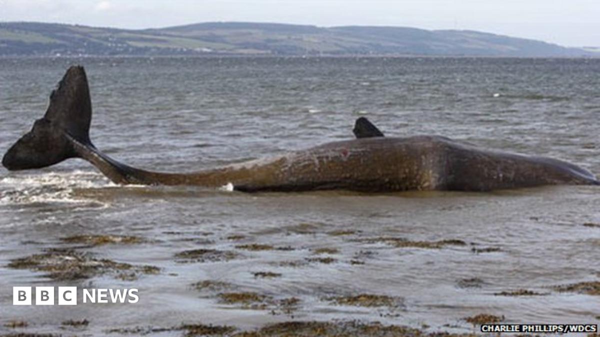 How is a dead whale disposed of? - BBC News