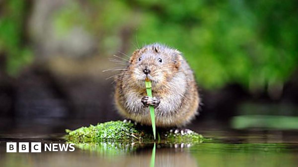 Water voles wander across 'fragmented' Scottish habitat - BBC News