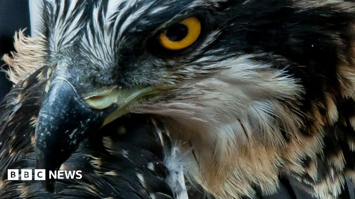 Osprey raised in Scotland in European record claim - BBC News