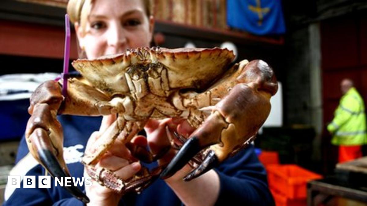 Orkney study sheds light on lives of brown crabs - BBC News