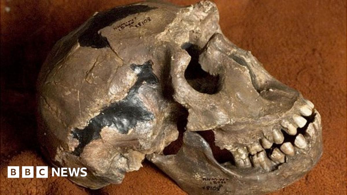 Conflict and 'boom-bust' explain humans' rapid evolution - BBC News