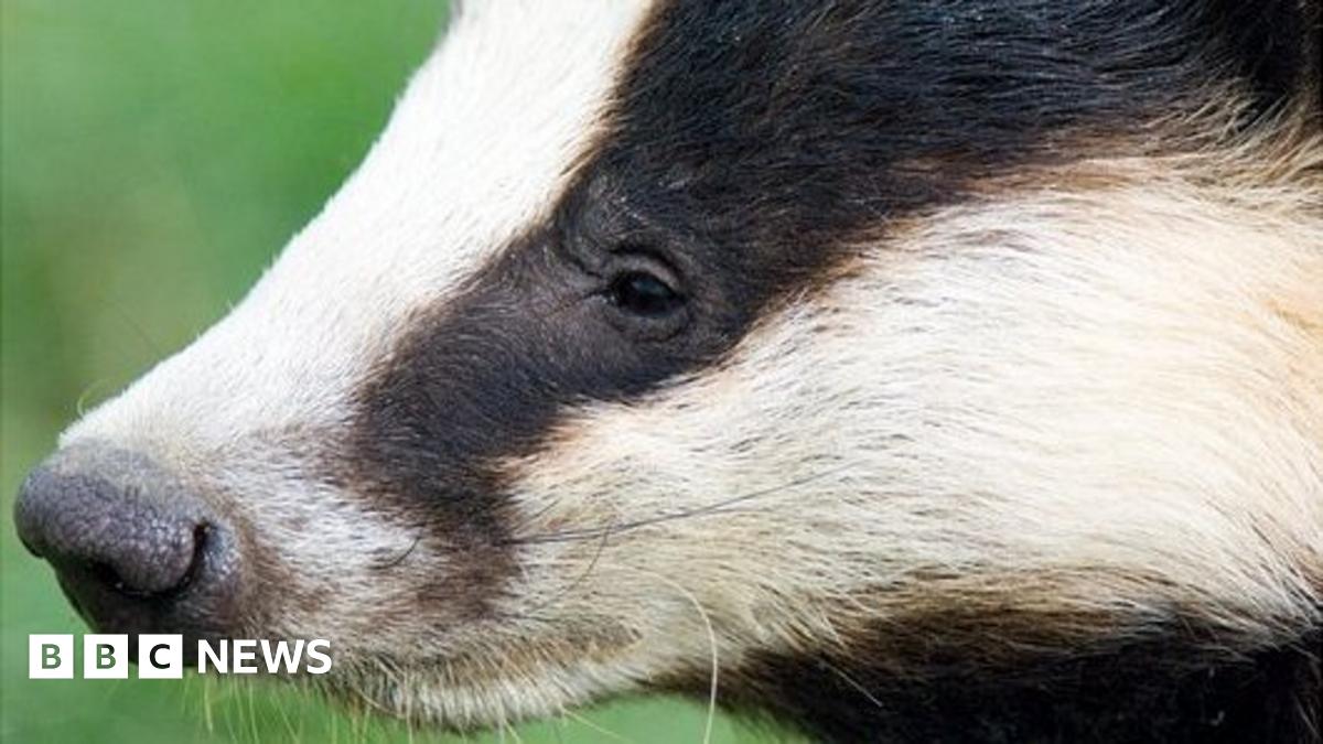 First badger cull licence issued - BBC News