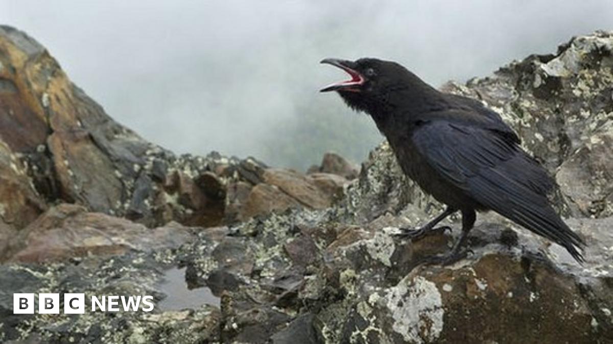 Neanderthals used feathers as 'personal ornaments' - BBC News